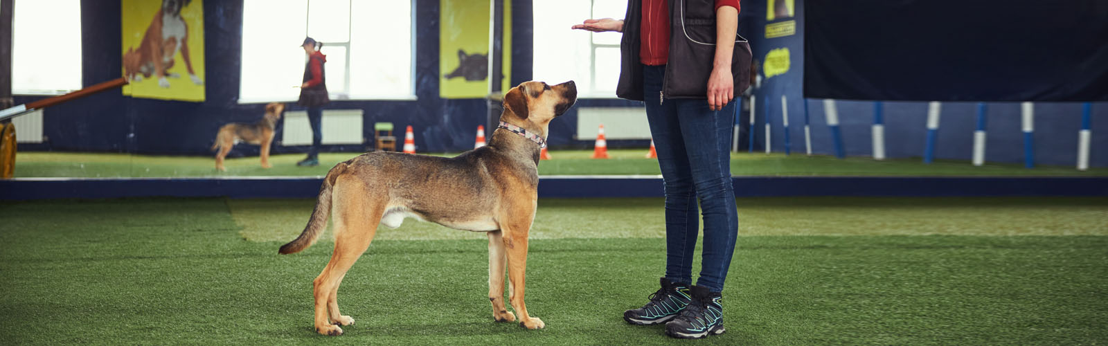 Terms & Conditions - The Dog Training Co.